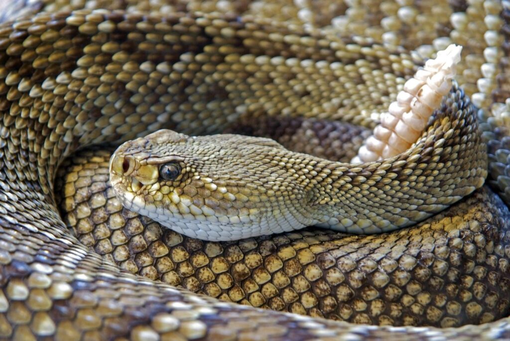 Snakes and Insects - ALCA